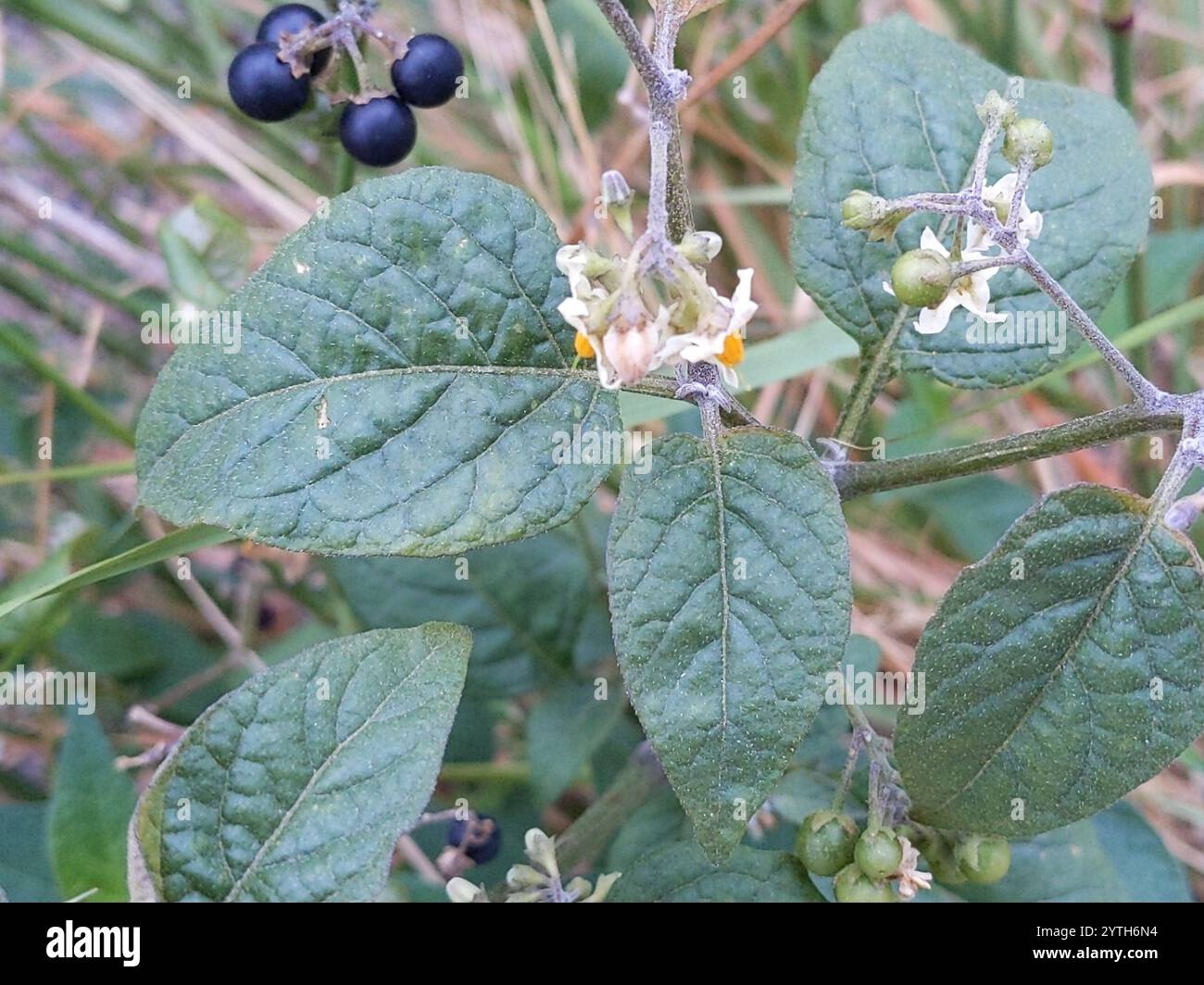 greenspot nightshade (Solanum douglasii Stock Photo - Alamy