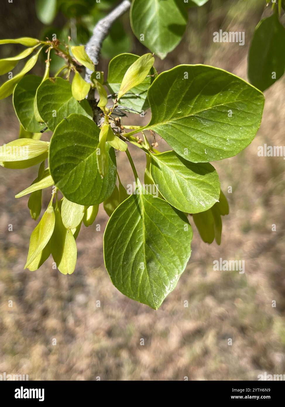single-leaf ash (Fraxinus anomala Stock Photo - Alamy