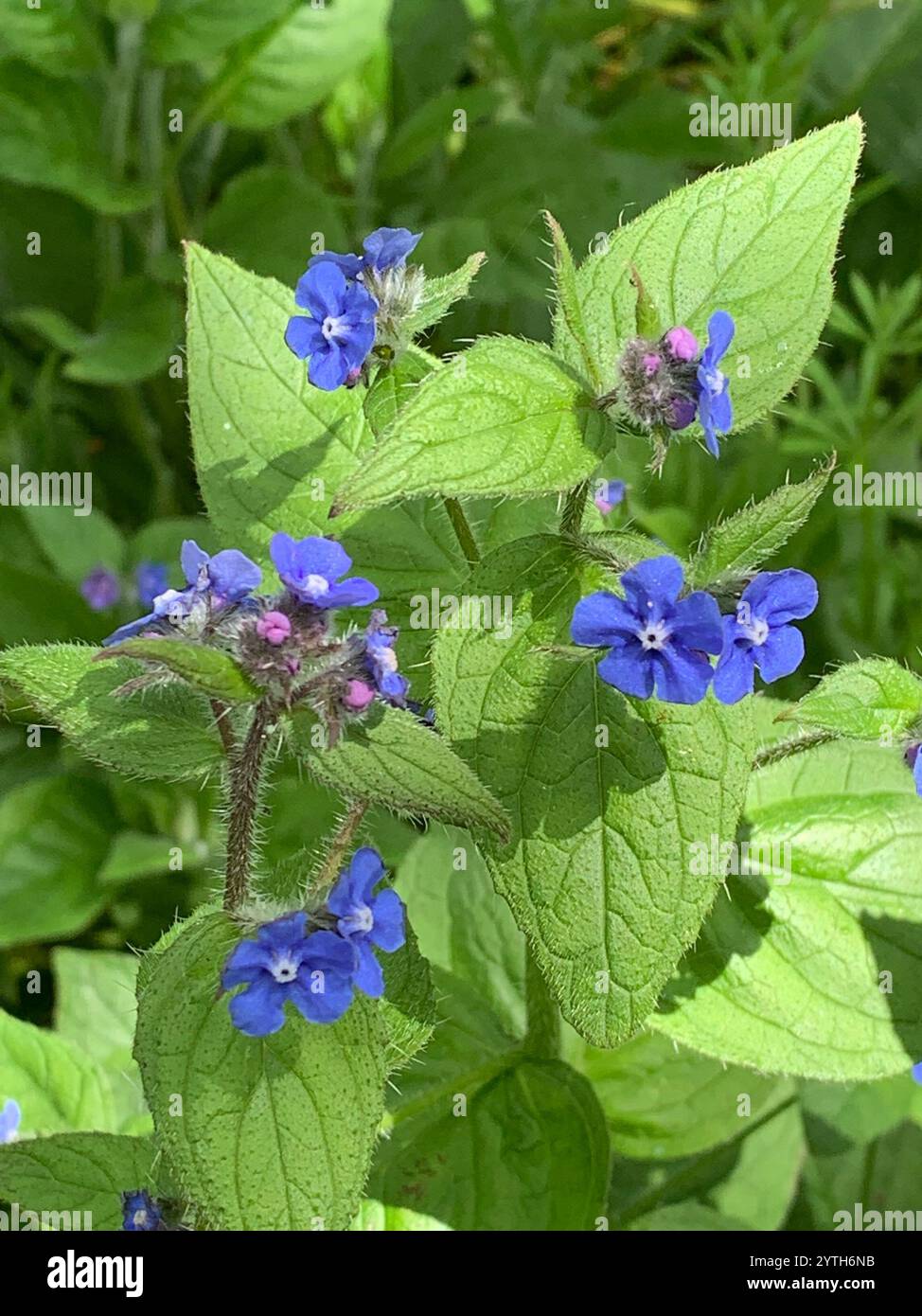 Green Alkanet (Pentaglottis sempervirens Stock Photo - Alamy