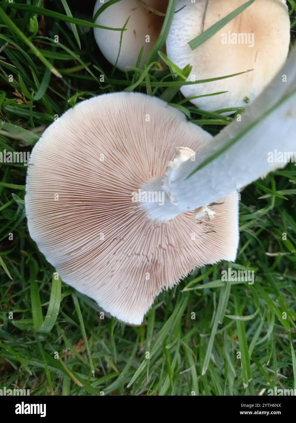 Poplar Fieldcap (Cyclocybe cylindracea Stock Photo - Alamy