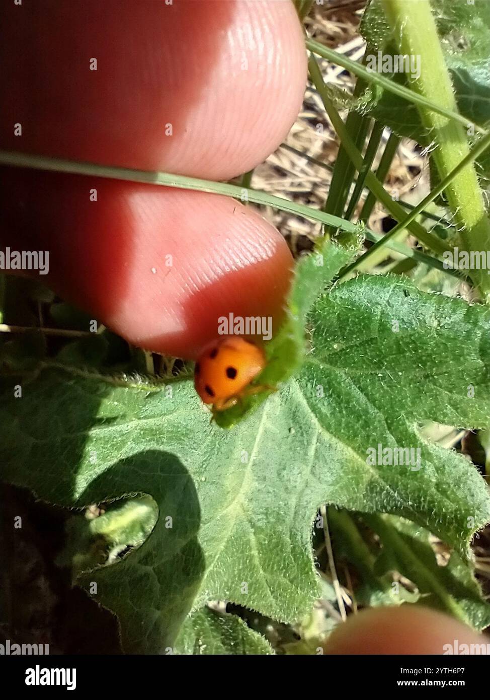 Bryony Ladybird (Henosepilachna argus Stock Photo - Alamy