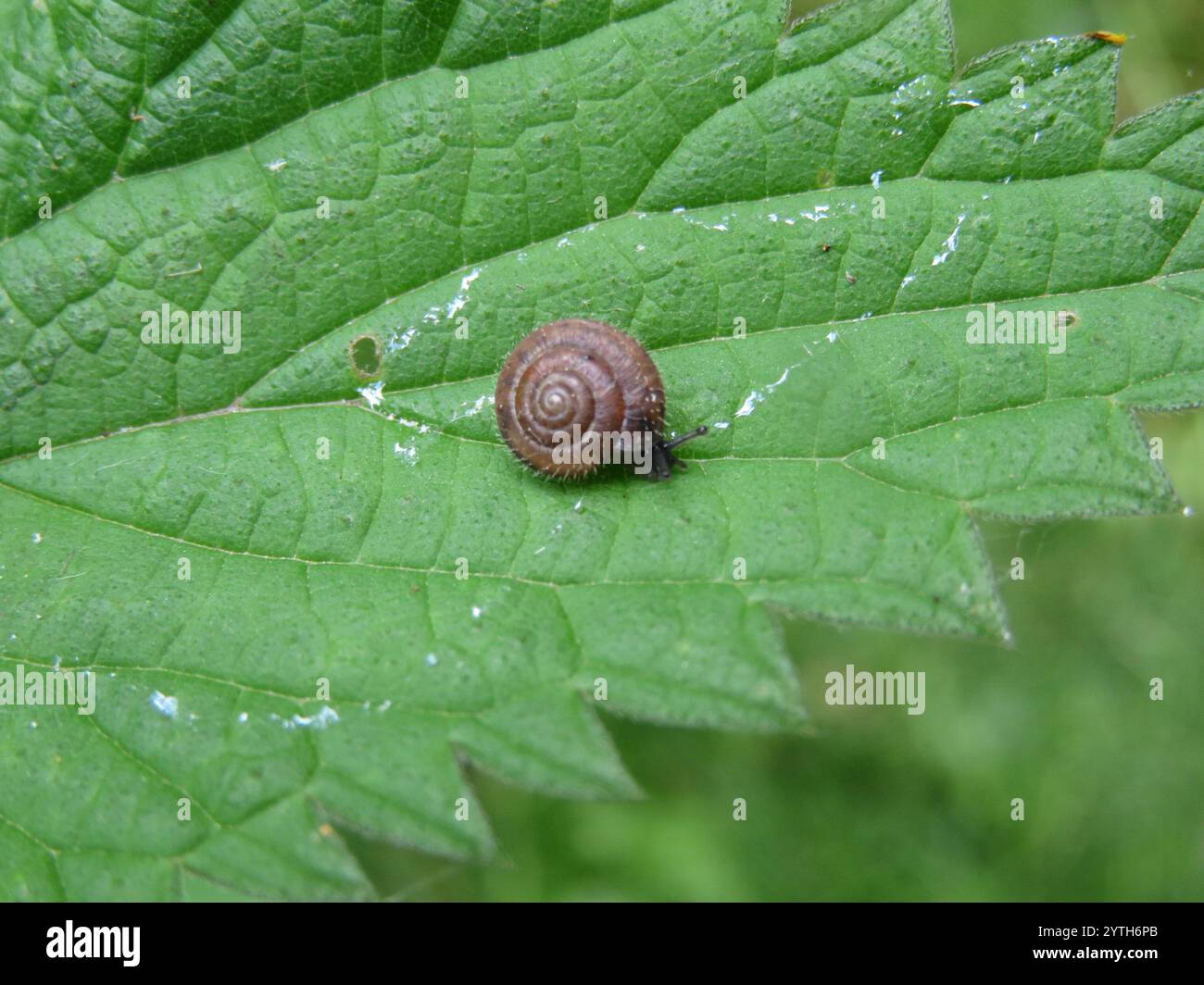 Hairy Snail (Trochulus hispidus Stock Photo - Alamy