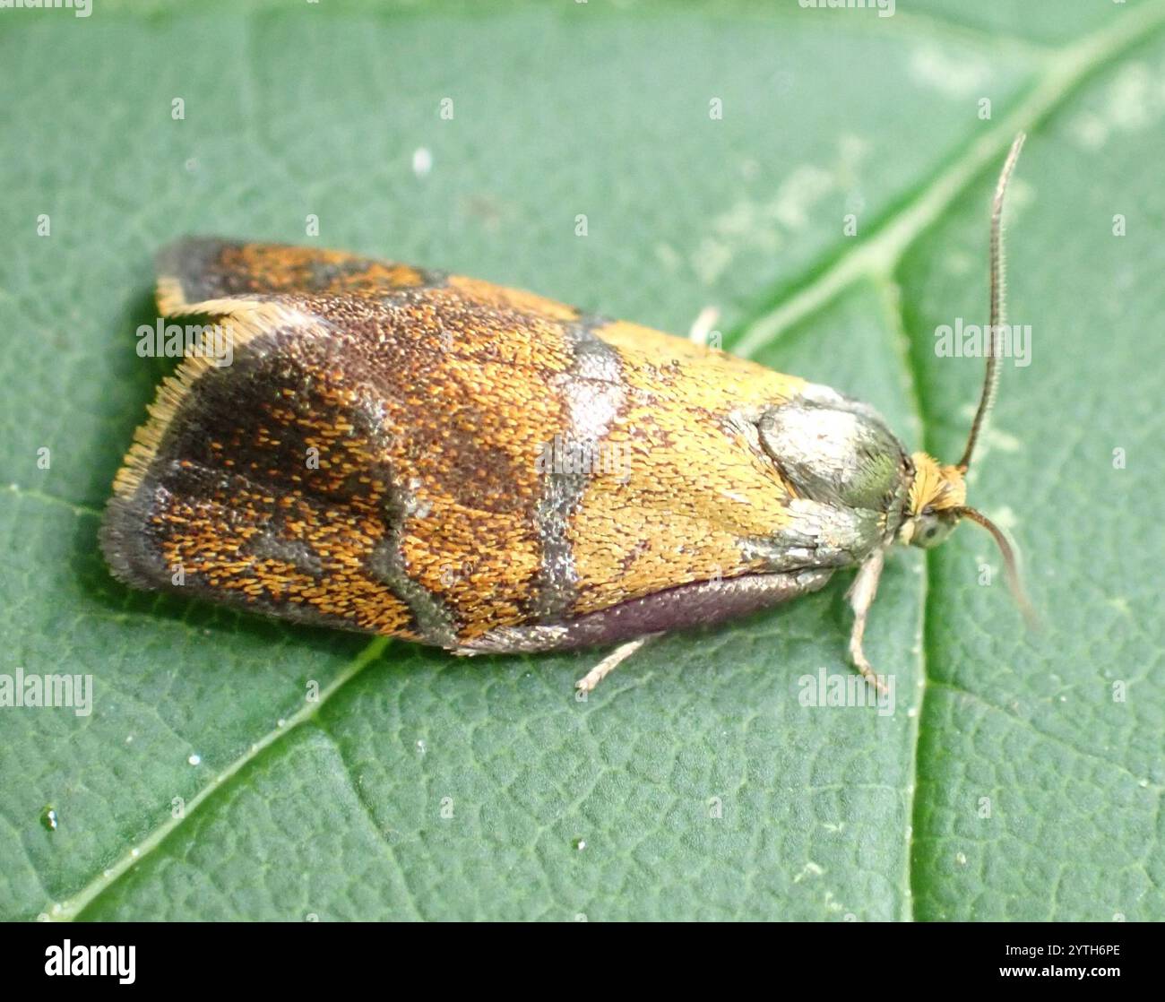 Brindled Tortrix (Ptycholoma lecheana Stock Photo - Alamy