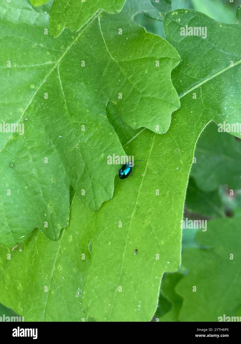 Flea Beetles (Alticini Stock Photo - Alamy