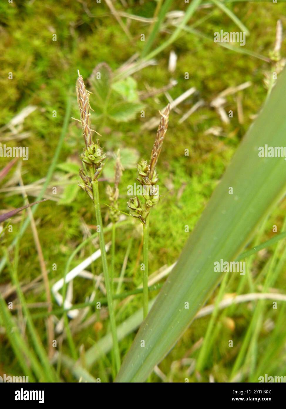 Pill Sedge (Carex pilulifera Stock Photo - Alamy