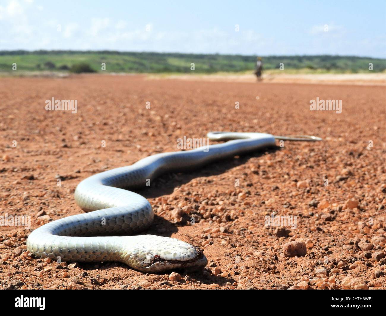 Olive Whip Snake (Psammophis mossambicus Stock Photo - Alamy
