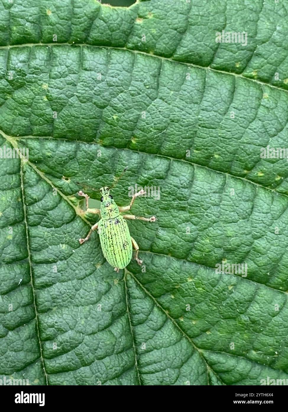 Green Immigrant Leaf Weevil (Polydrusus formosus Stock Photo - Alamy