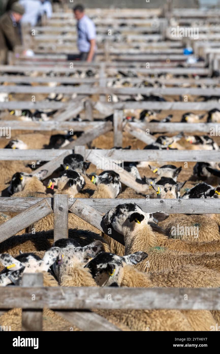 Sale of North of England mule gimmer lambs at Hawes, North Yorkshire ...