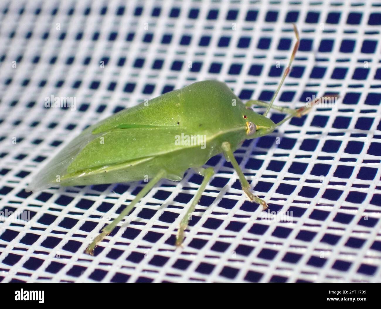 Southern Green Stink Bug (Nezara viridula Stock Photo - Alamy