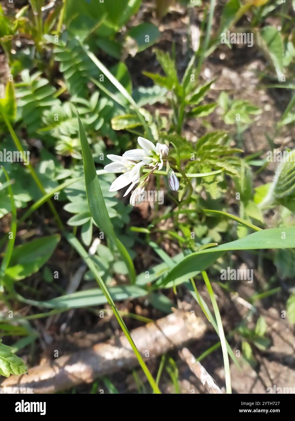 Tri flower hi-res stock photography and images - Alamy