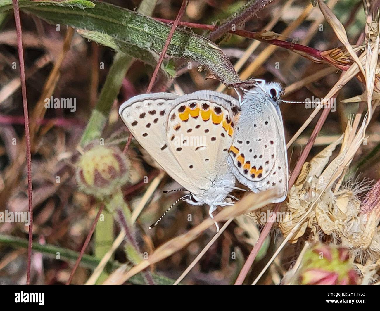 Acmon Blue (Icaricia acmon Stock Photo - Alamy