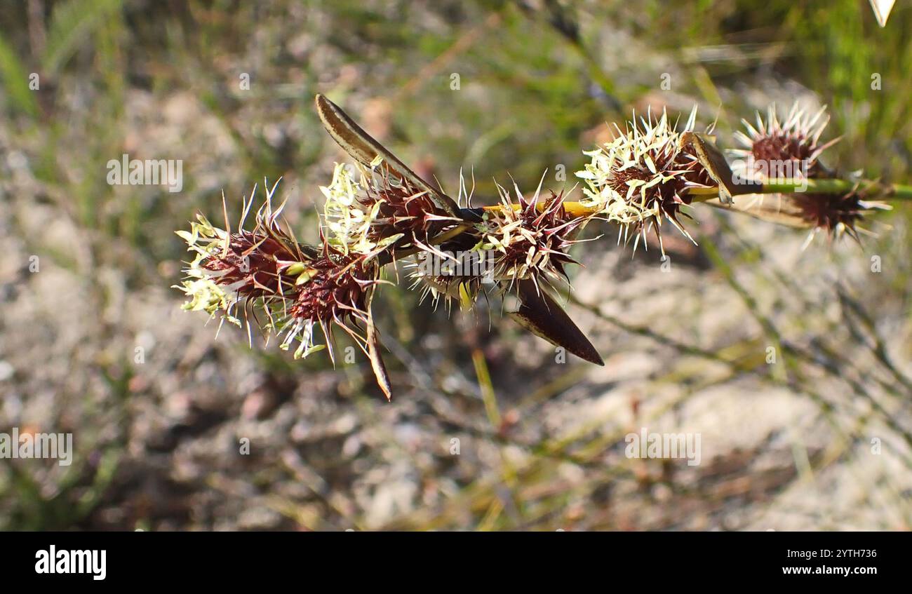 bristly pineapplereed (Hypodiscus aristatus Stock Photo - Alamy