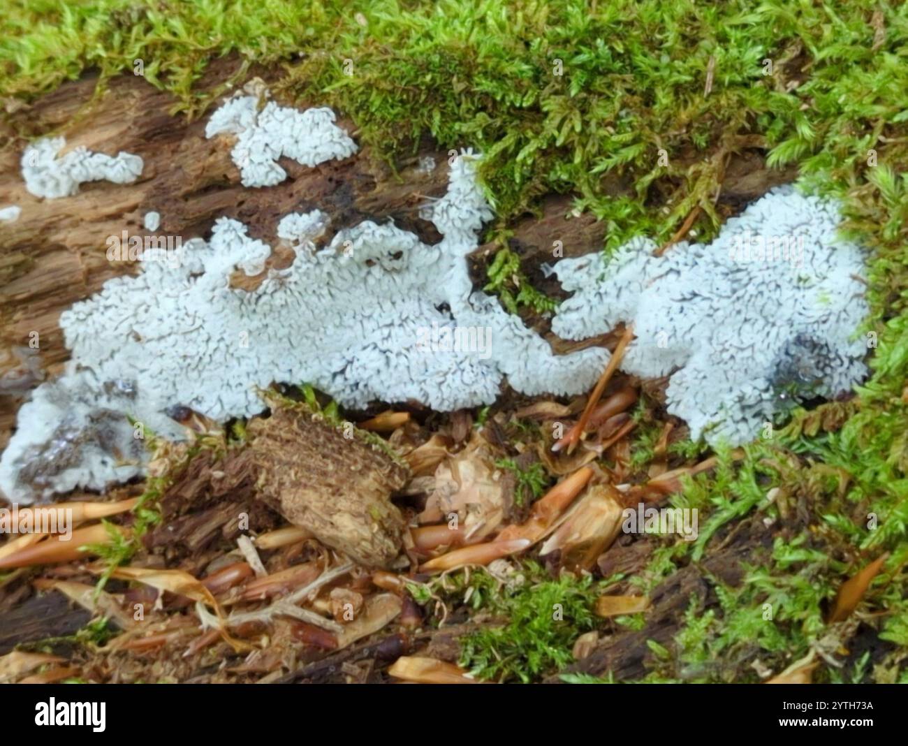 Common Coral Slime (Ceratiomyxa fruticulosa Stock Photo - Alamy