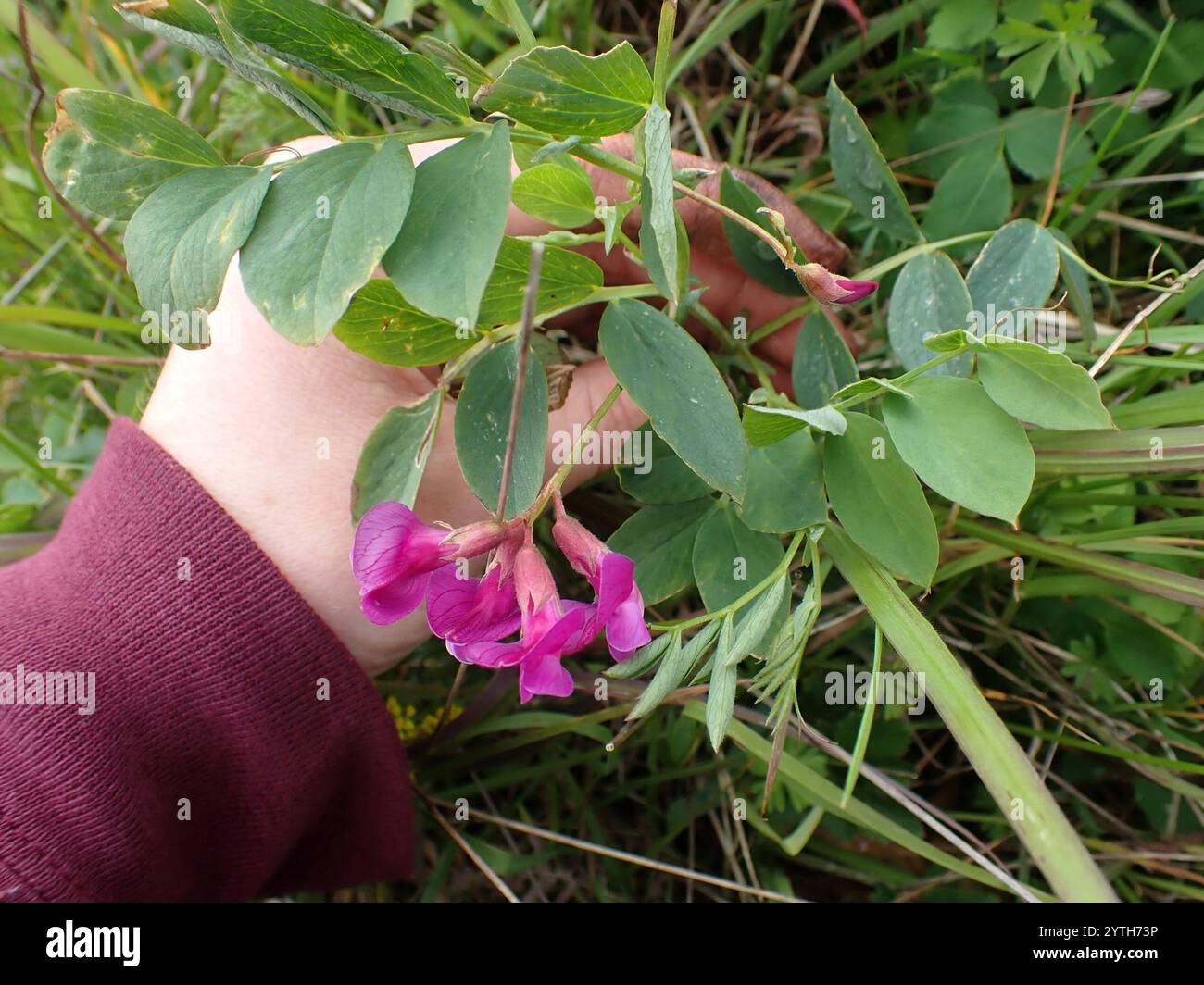 Sierra Nevada Peavine (Lathyrus nevadensis Stock Photo - Alamy