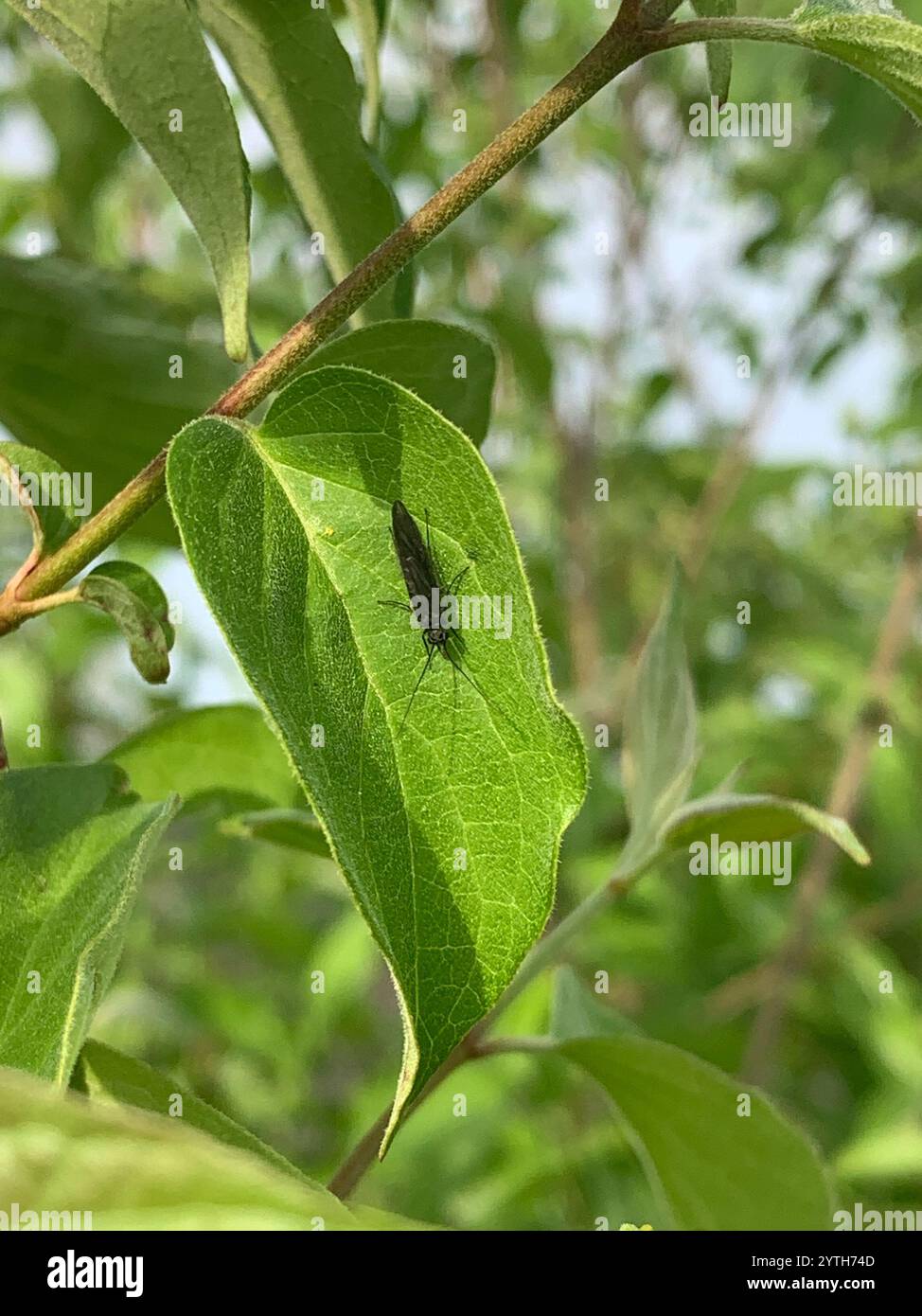 Little Black Caddisflies (Chimarra Stock Photo - Alamy