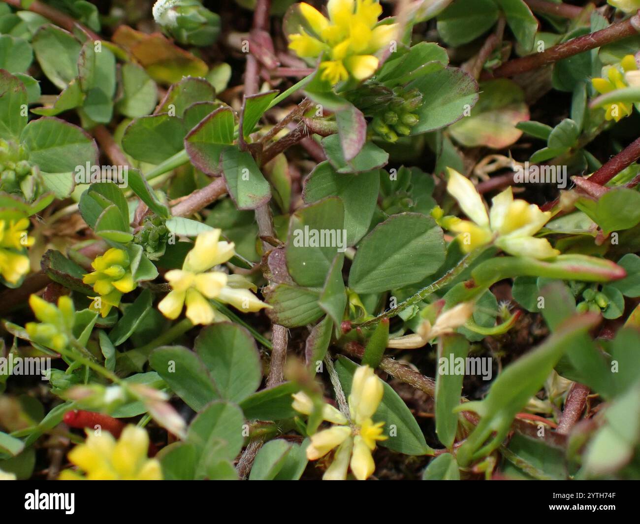 Lesser hop trefoil (Trifolium dubium Stock Photo - Alamy