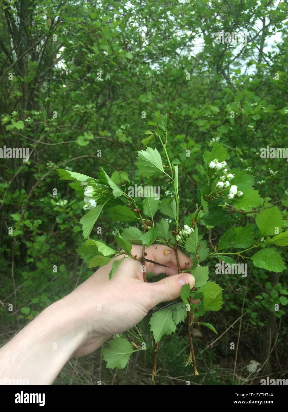 Glabrous-fruit Fireberry Hawthorn (Crataegus chrysocarpa phoeniceoides ...