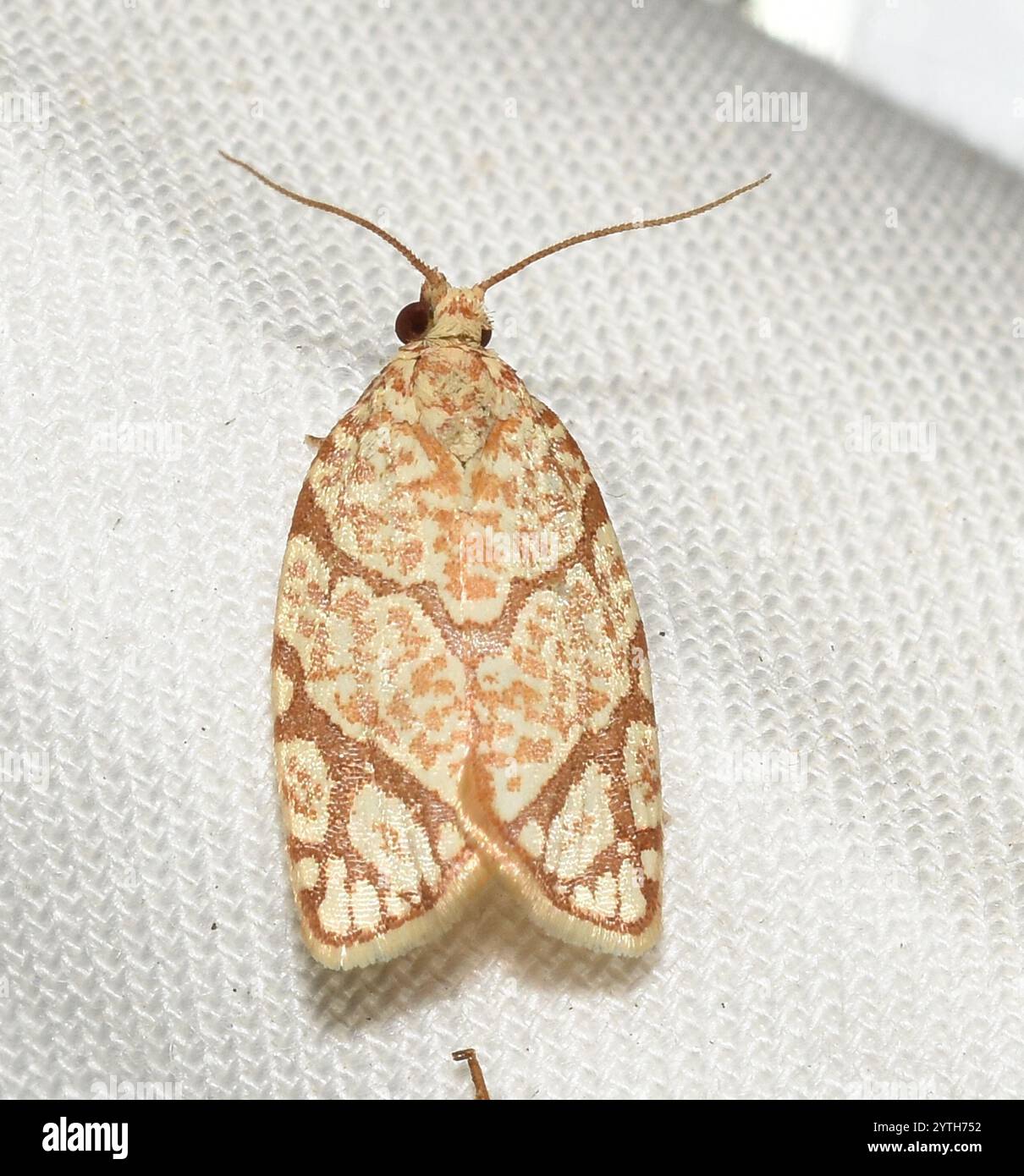 Yellow-winged Oak Leafroller Moth (Argyrotaenia quercifoliana Stock ...