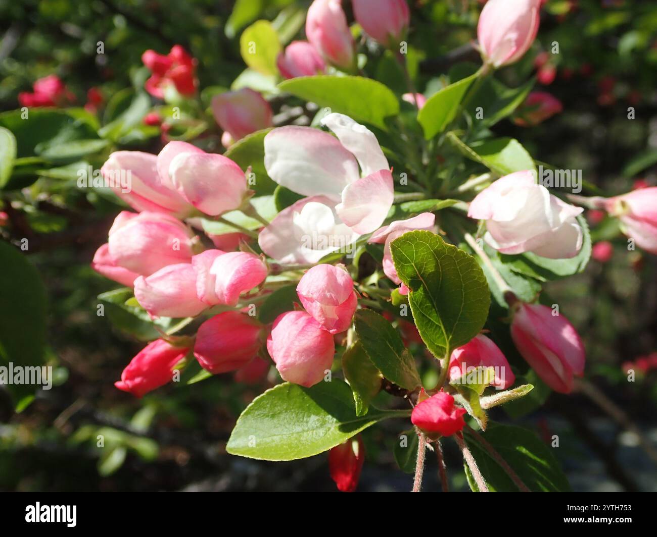 sweet crabapple (Malus coronaria Stock Photo - Alamy