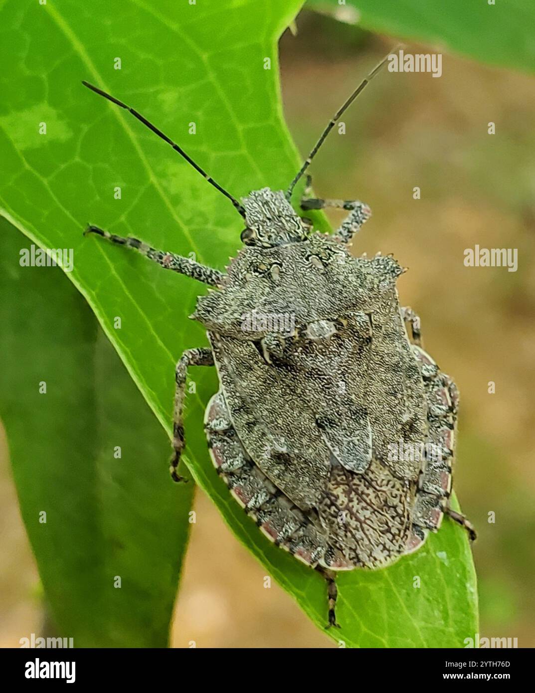Rough stink bugs brochymena hi-res stock photography and images - Alamy