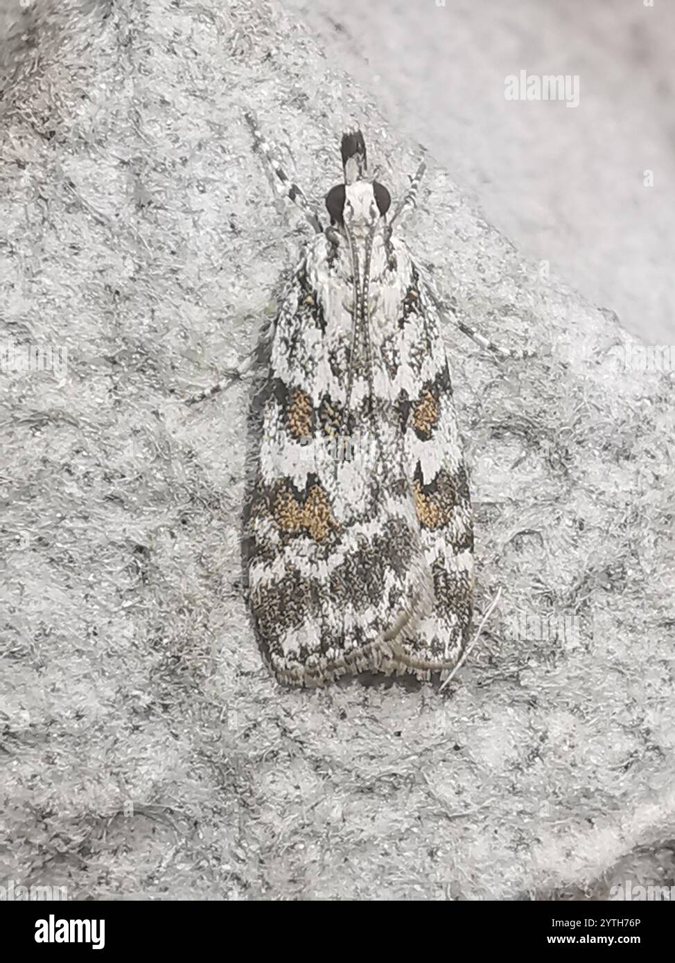 Meadow Grey (Scoparia pyralella Stock Photo - Alamy