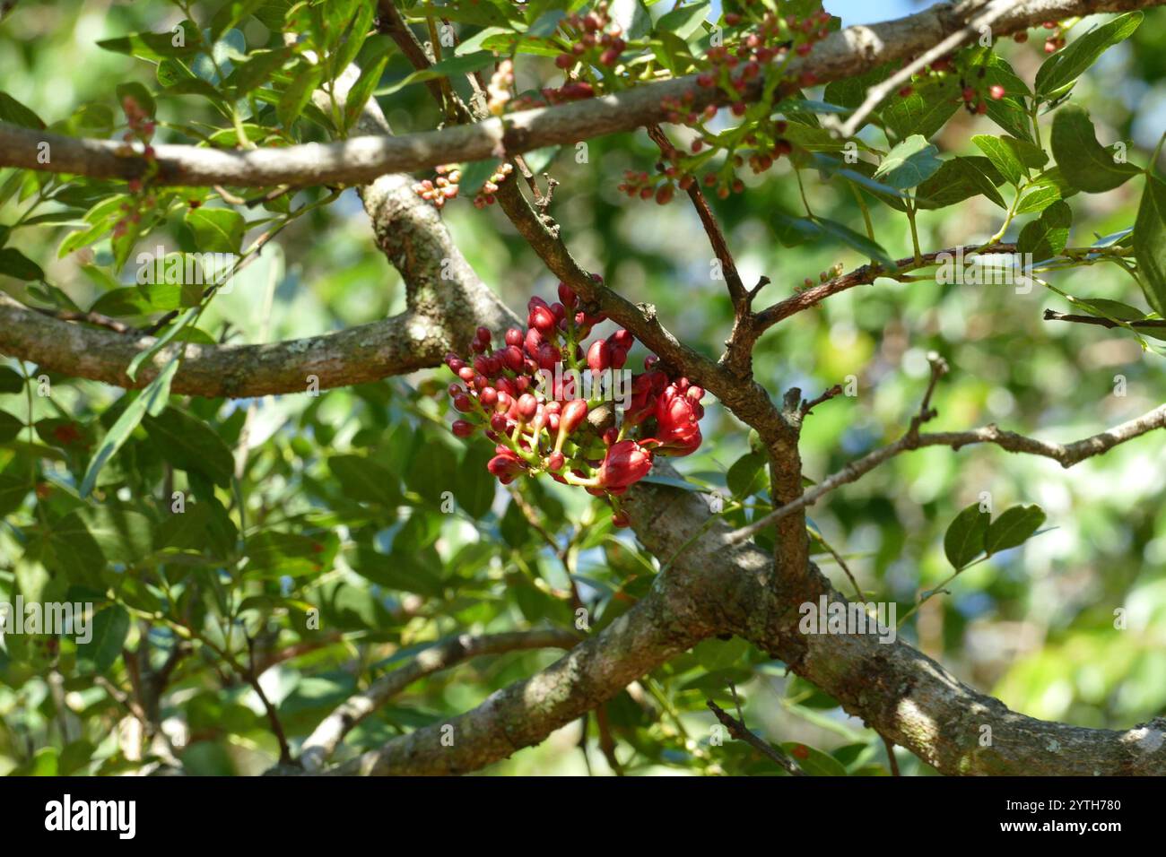 Weeping Boerbean (Schotia brachypetala Stock Photo - Alamy