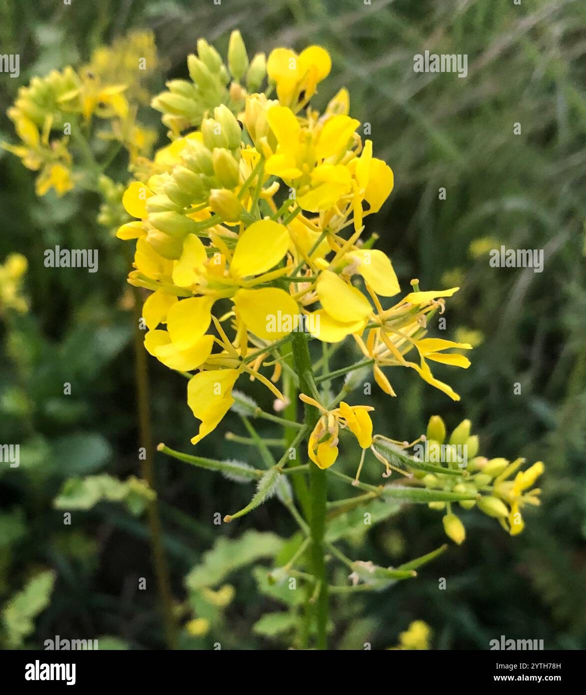 White Mustard (Sinapis alba Stock Photo - Alamy