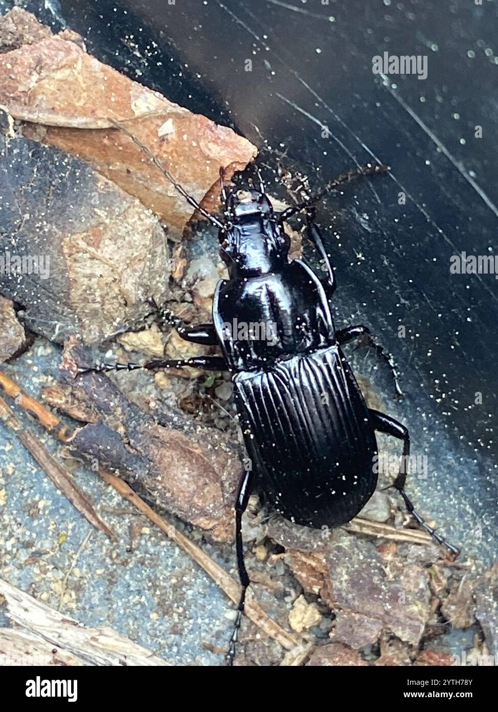 Abax parallelepipedus hi-res stock photography and images - Alamy