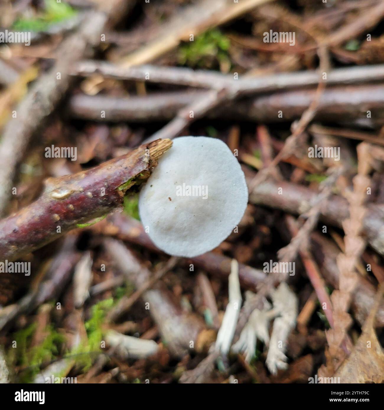 Fairy Parachutes (Marasmiellus candidus Stock Photo - Alamy