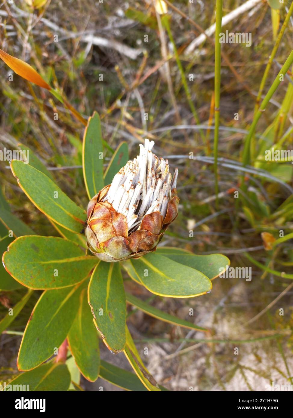 Wagon Tree (Protea nitida Stock Photo - Alamy