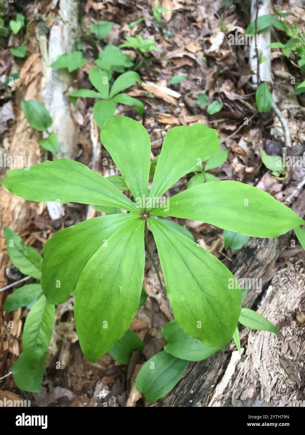 Cucumber Root (Medeola virginiana Stock Photo - Alamy