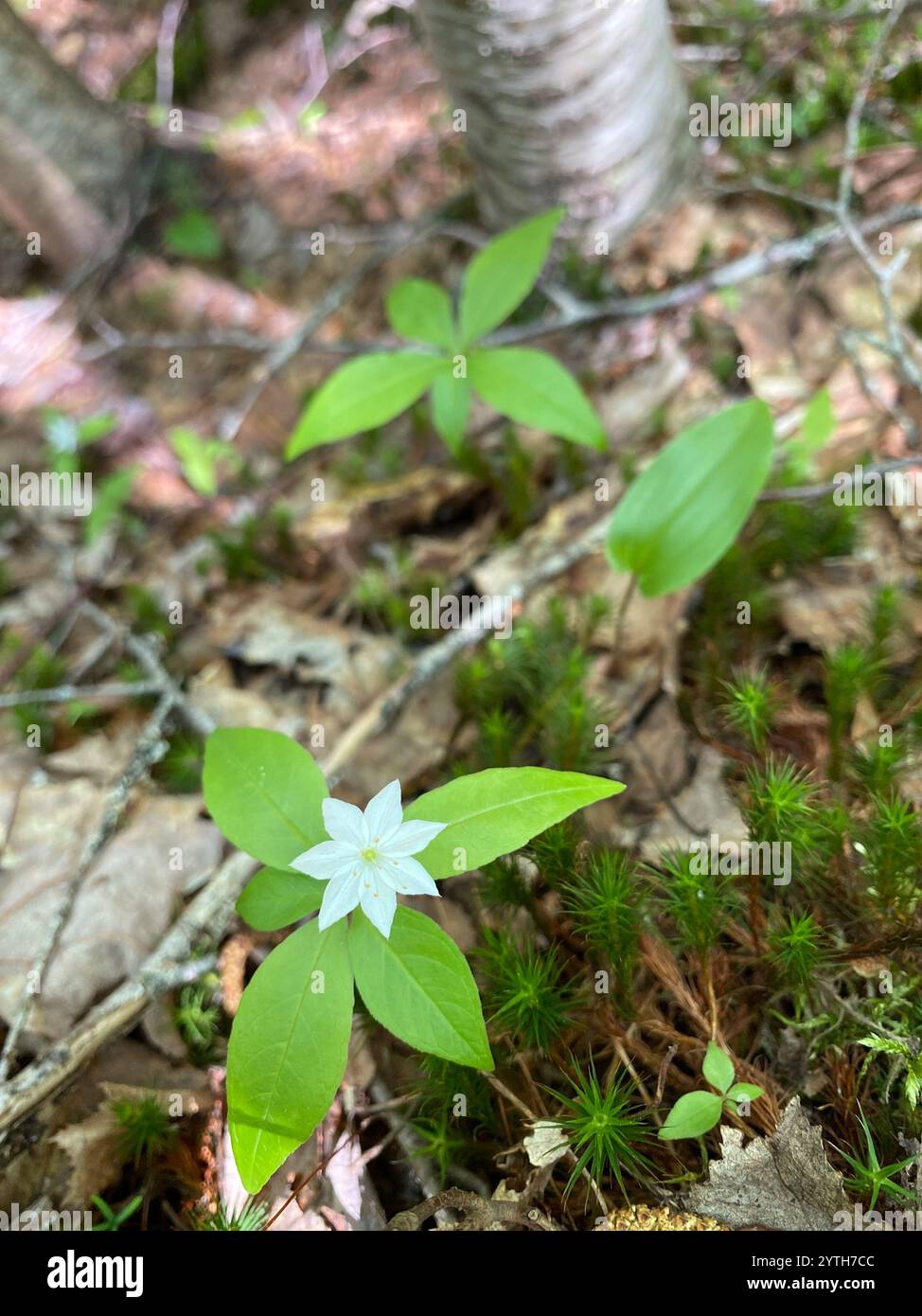 northern starflower (Lysimachia borealis Stock Photo - Alamy
