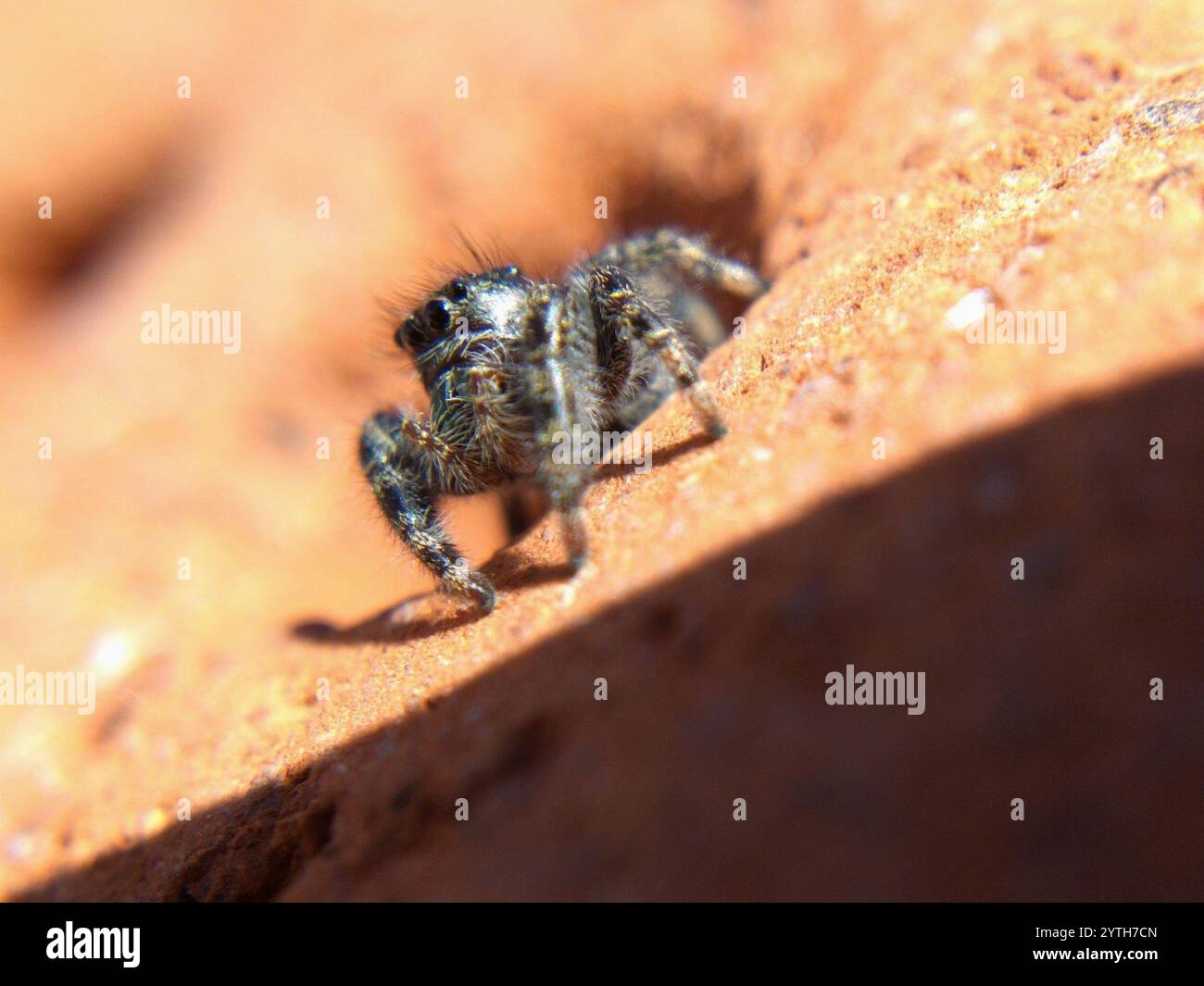 Bold Jumping Spider (Phidippus audax Stock Photo - Alamy