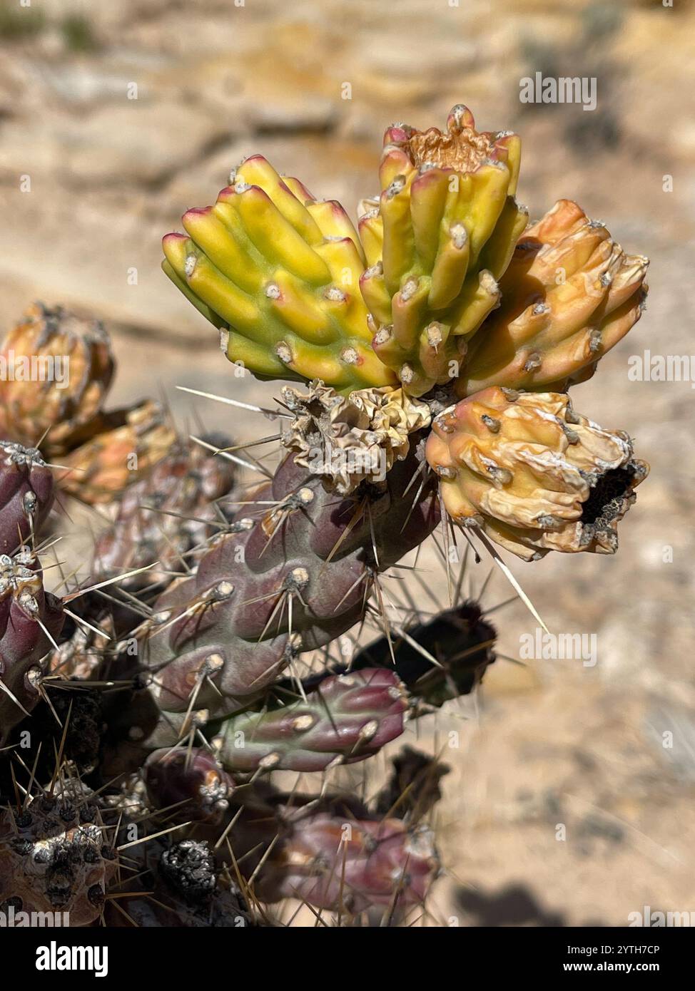 Santa Fe Cholla (Cylindropuntia × viridiflora Stock Photo - Alamy