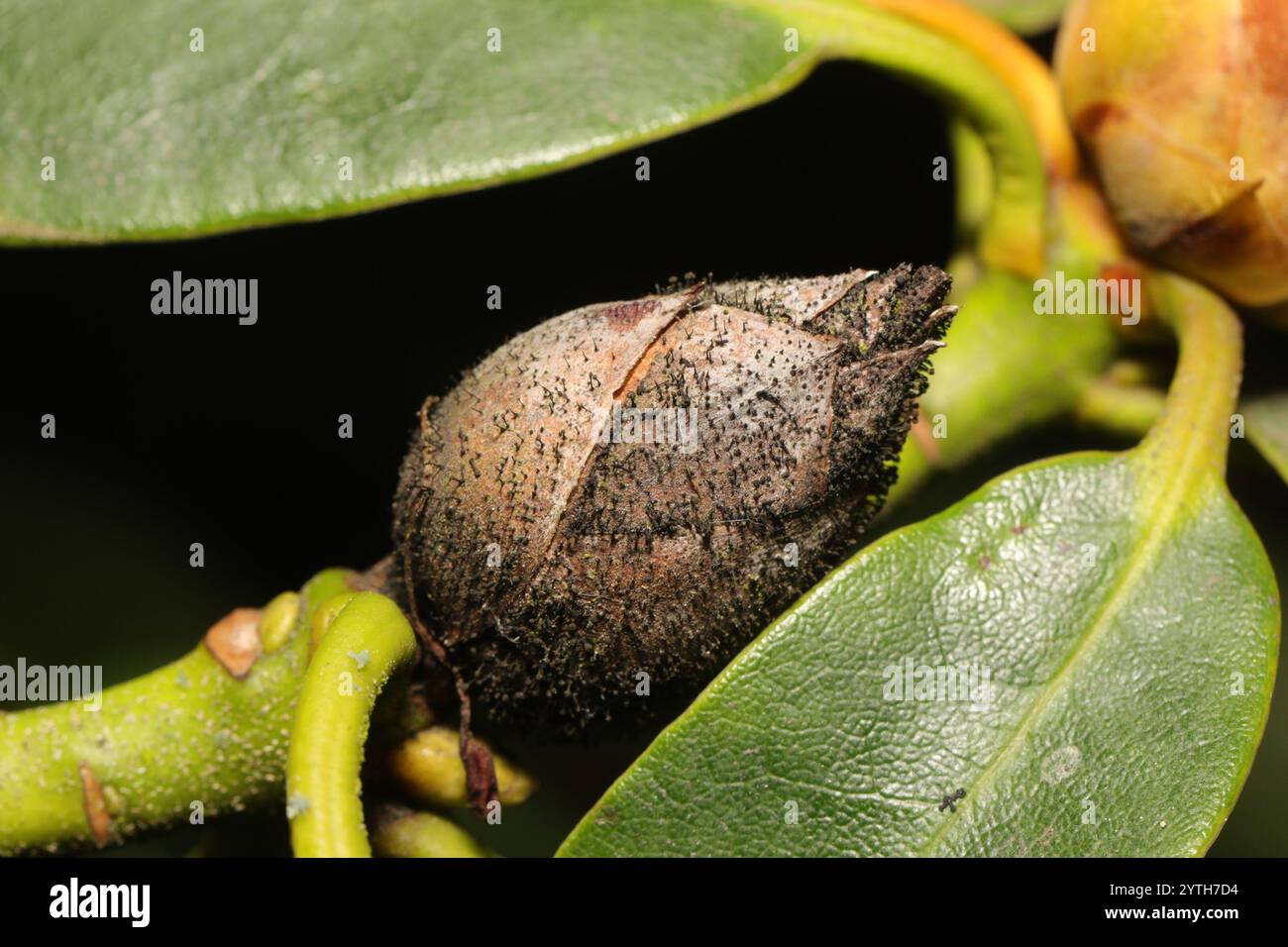 Rhododendron Blight (Seifertia azaleae Stock Photo - Alamy