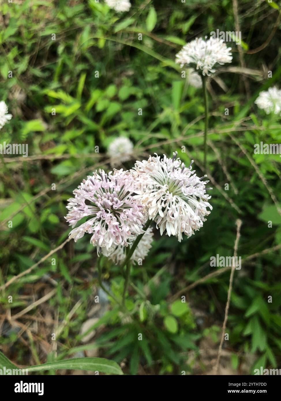 (Marshallia obovata obovata Stock Photo - Alamy