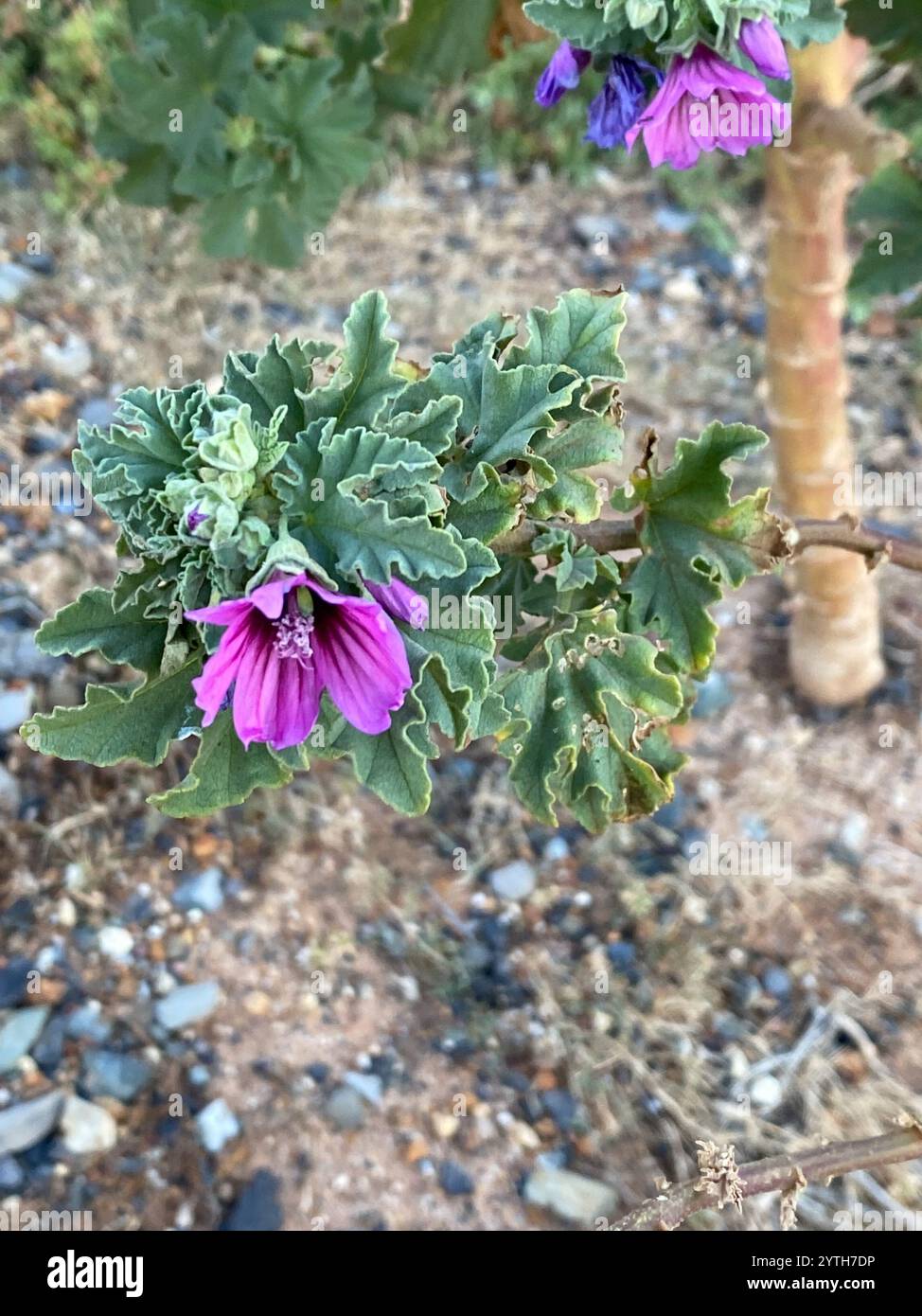 Tree Mallow (Malva arborea Stock Photo - Alamy