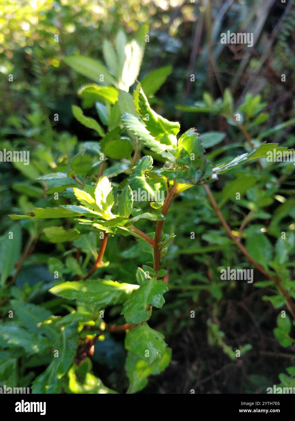 Shrubby Haloragis (Haloragis erecta Stock Photo - Alamy
