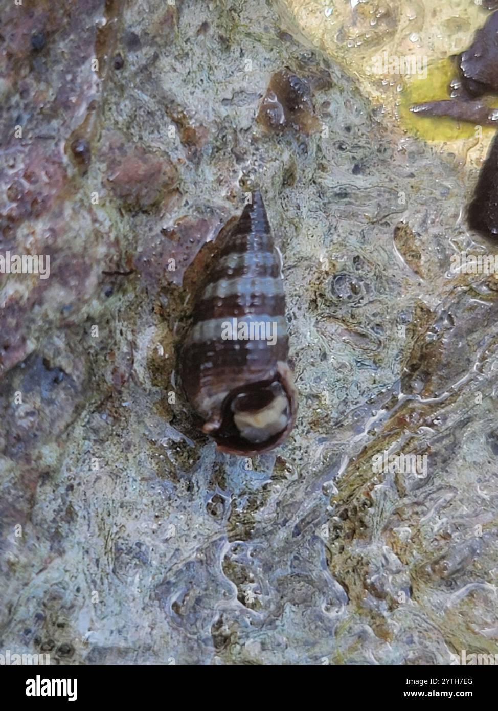 West Indian False Cerith (Lampanella minima Stock Photo - Alamy