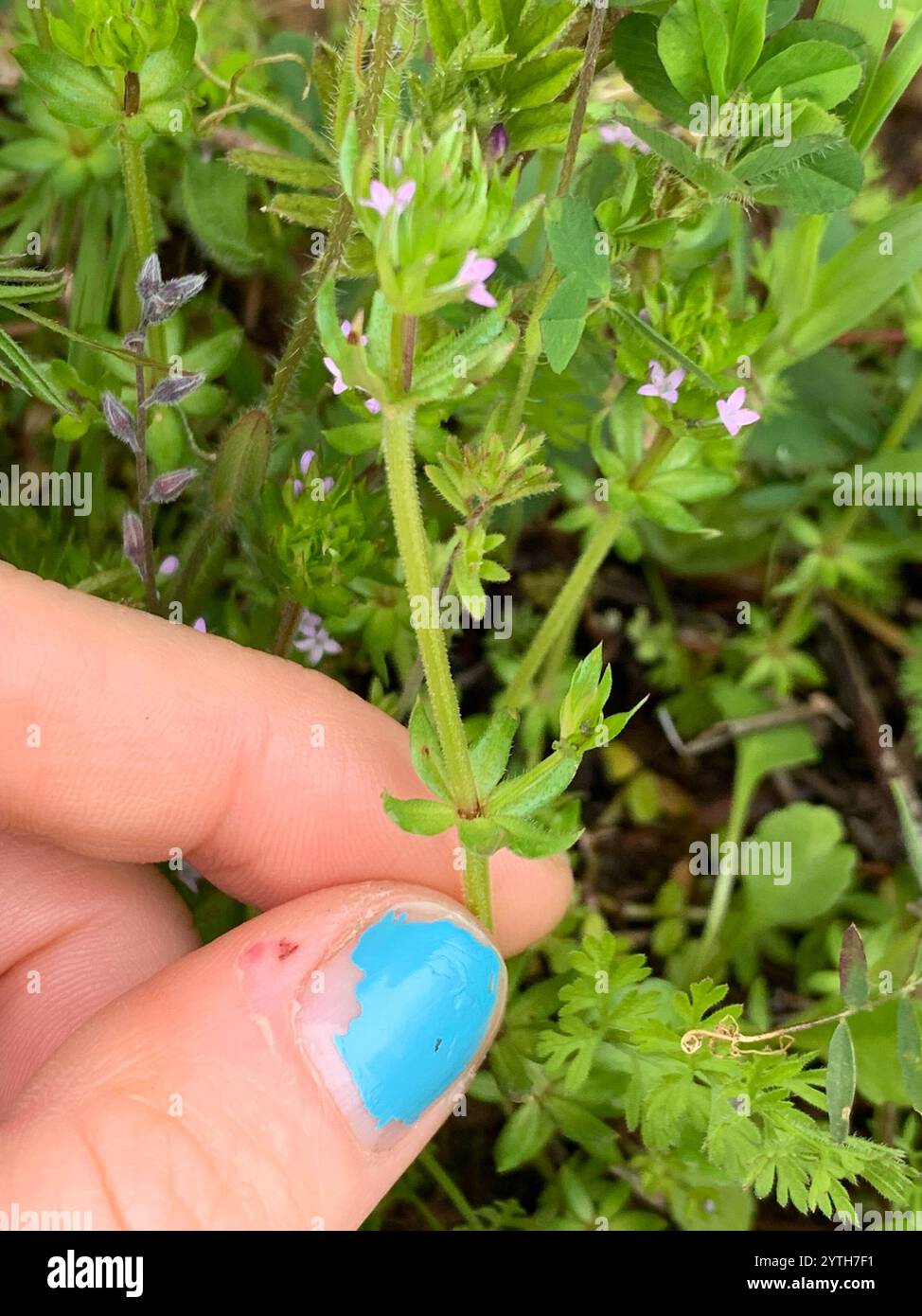 Field madder (Sherardia arvensis Stock Photo - Alamy