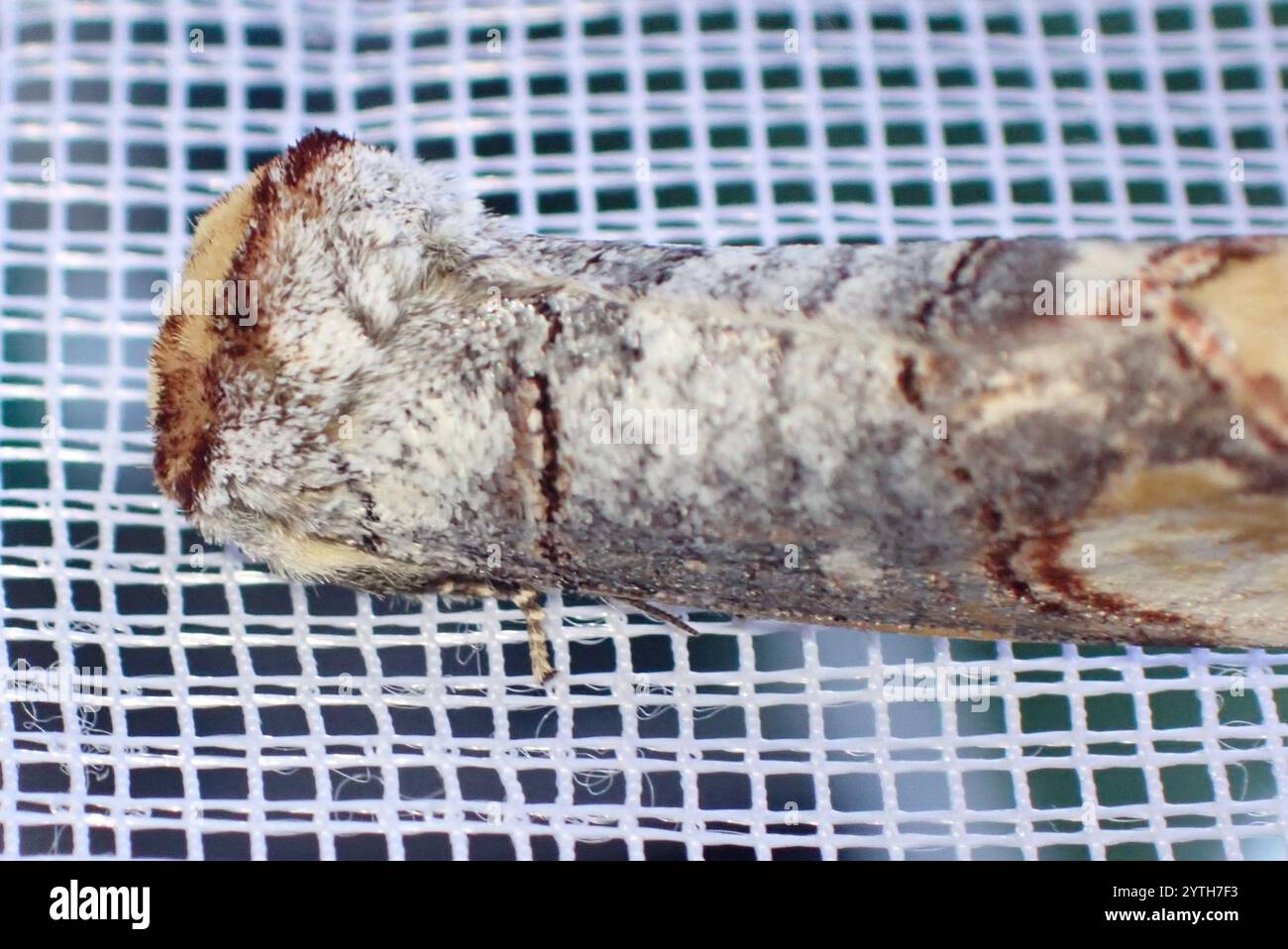 Buff-tip (Phalera bucephala Stock Photo - Alamy