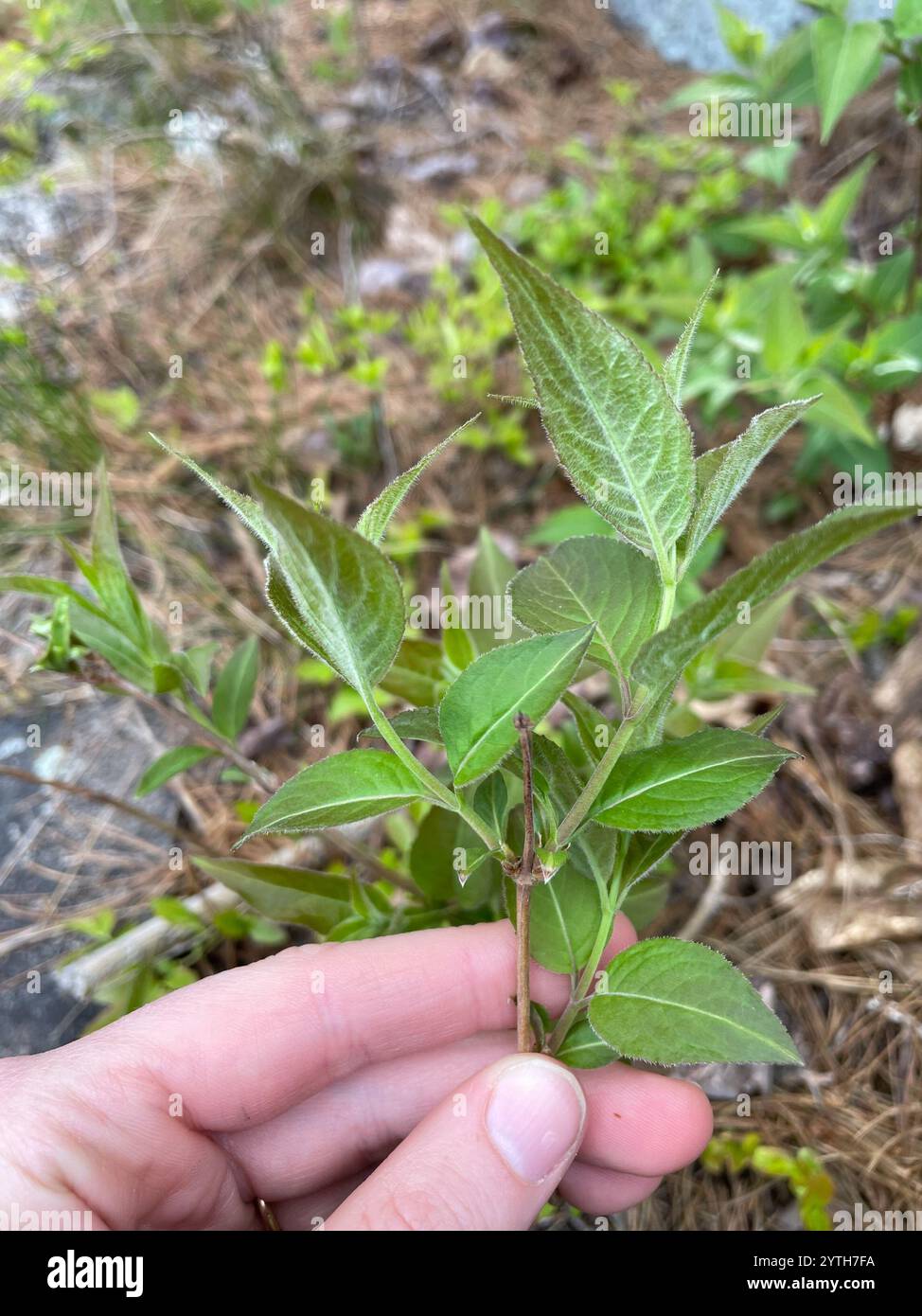 northern bush honeysuckle (Diervilla lonicera Stock Photo - Alamy