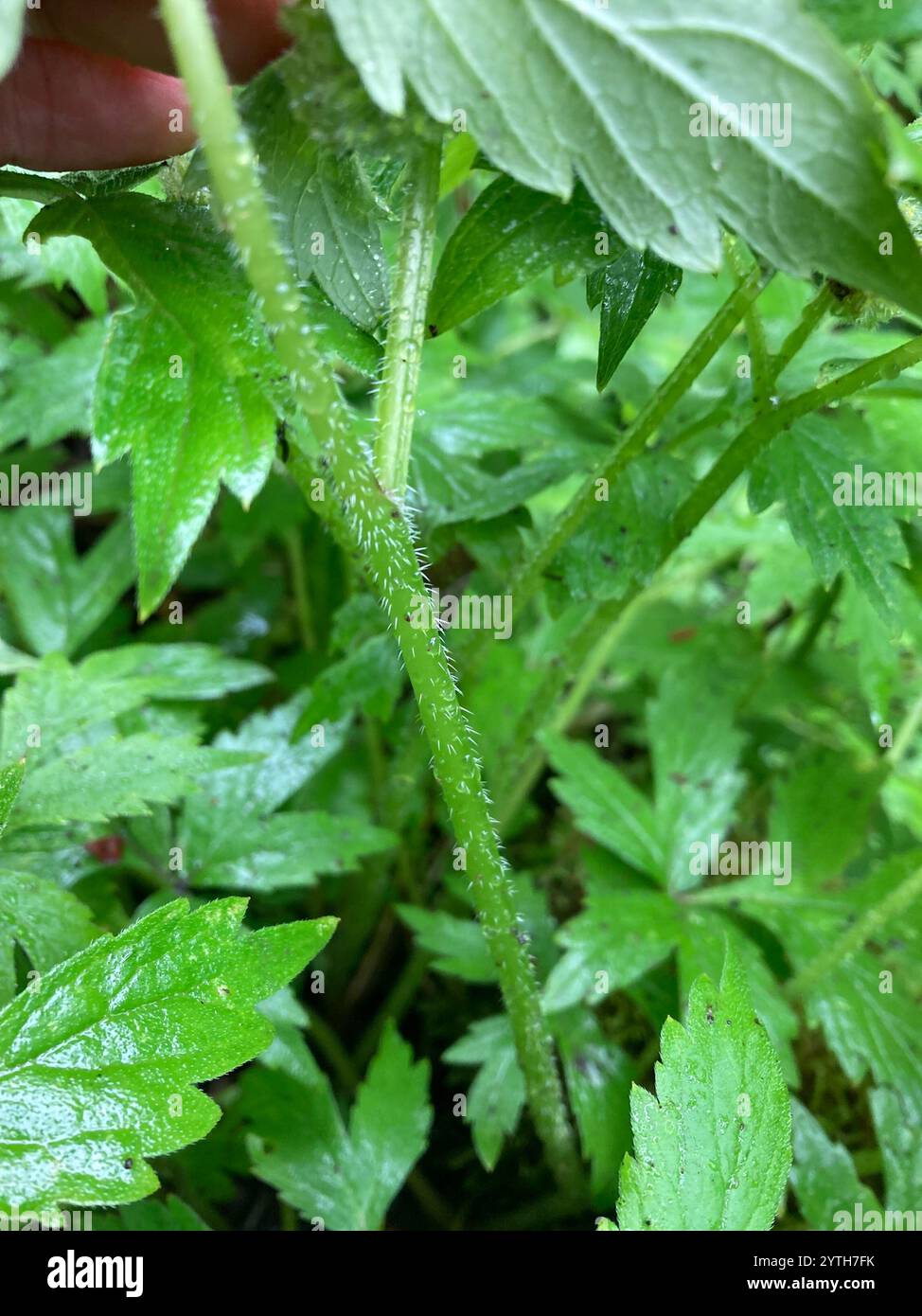 Pacific Waterleaf (Hydrophyllum tenuipes Stock Photo - Alamy