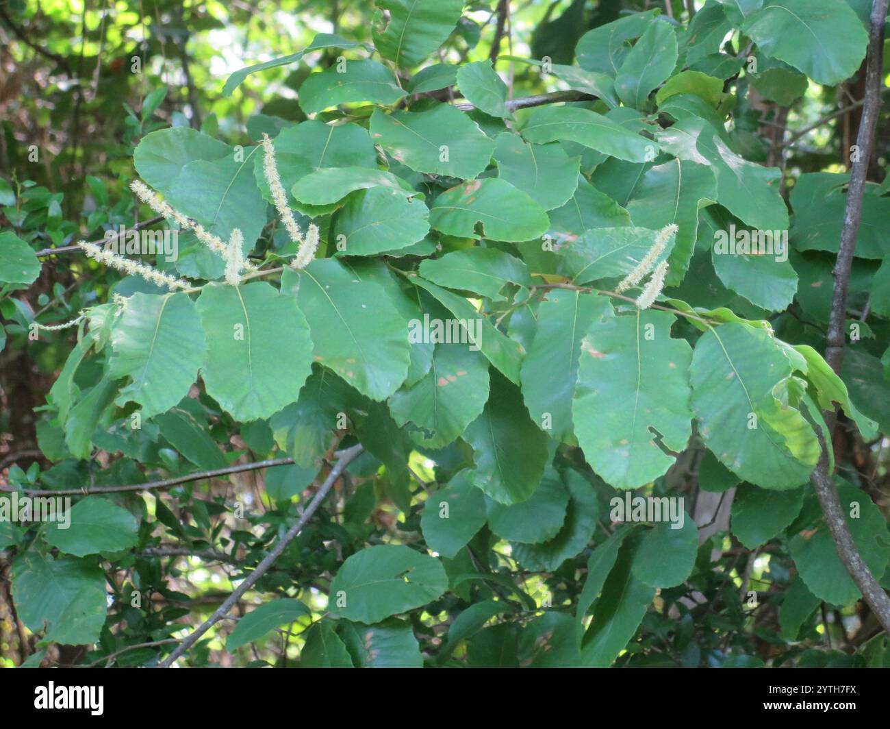 Allegheny chinquapin hi-res stock photography and images - Alamy