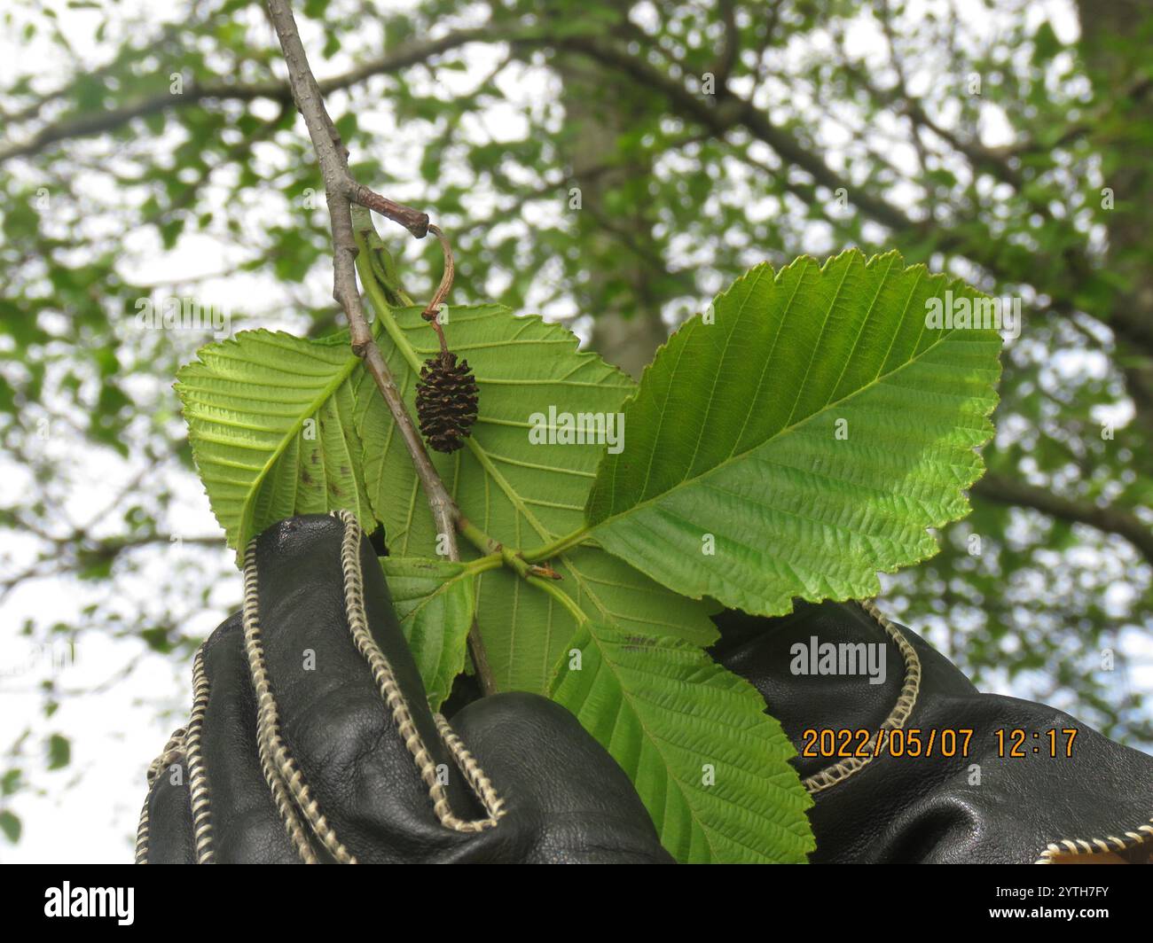 Red Alder (Alnus rubra Stock Photo - Alamy