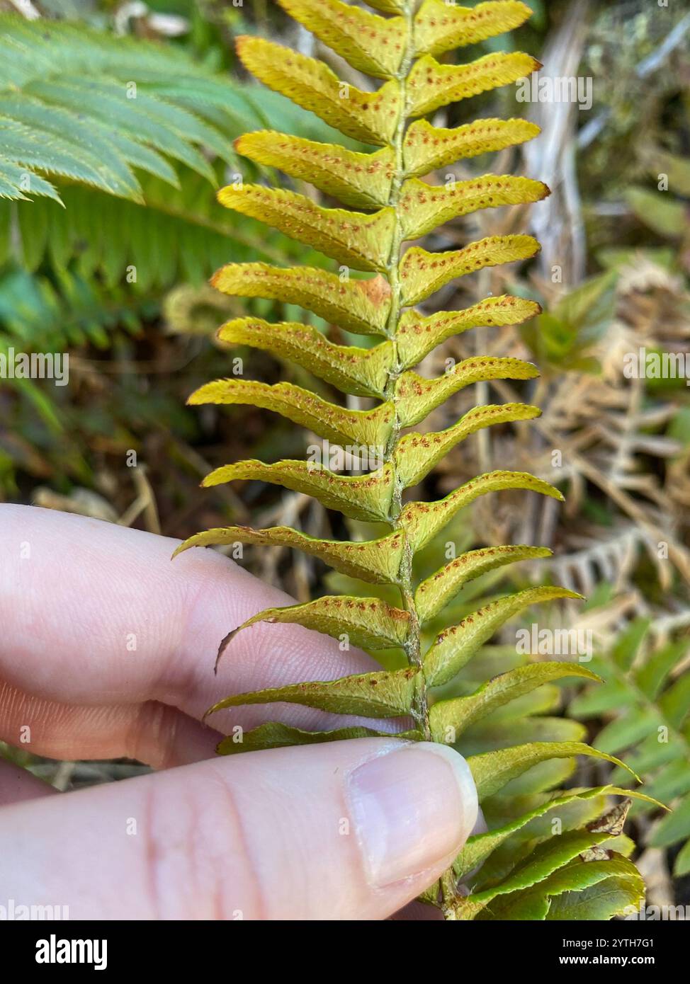 shield ferns (Polystichum Stock Photo - Alamy