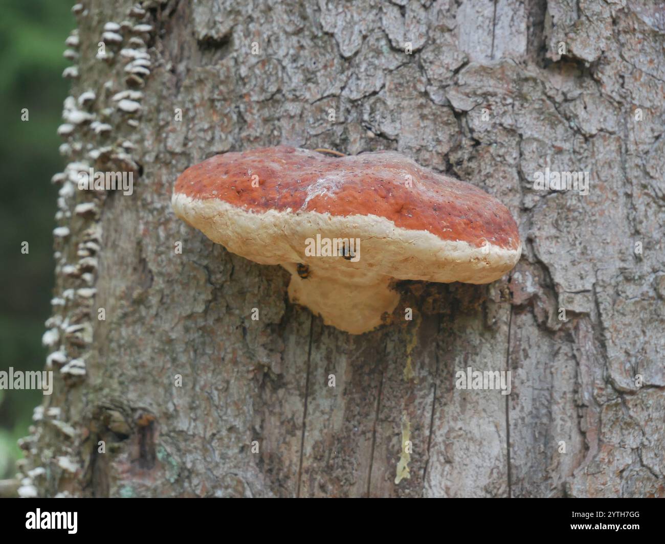 Red-banded Polypore (Fomitopsis pinicola Stock Photo - Alamy