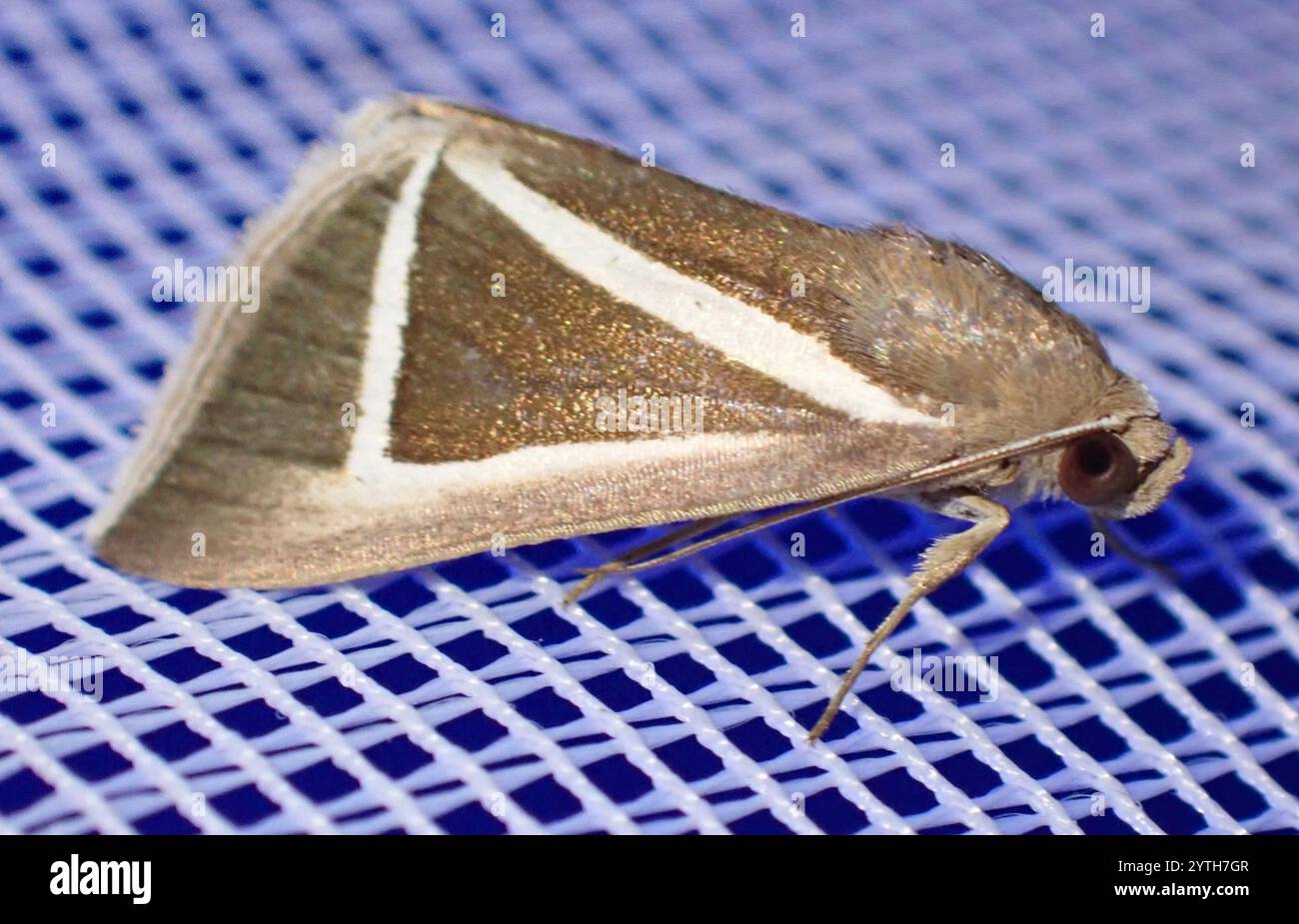 White Triangle (Chalciope delta Stock Photo - Alamy