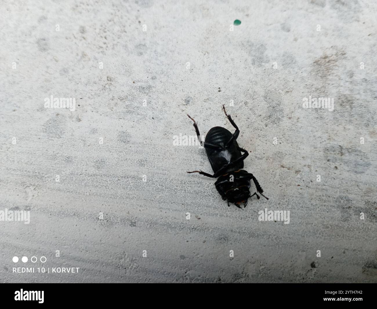 Lesser Stag Beetle (Dorcus parallelipipedus Stock Photo - Alamy
