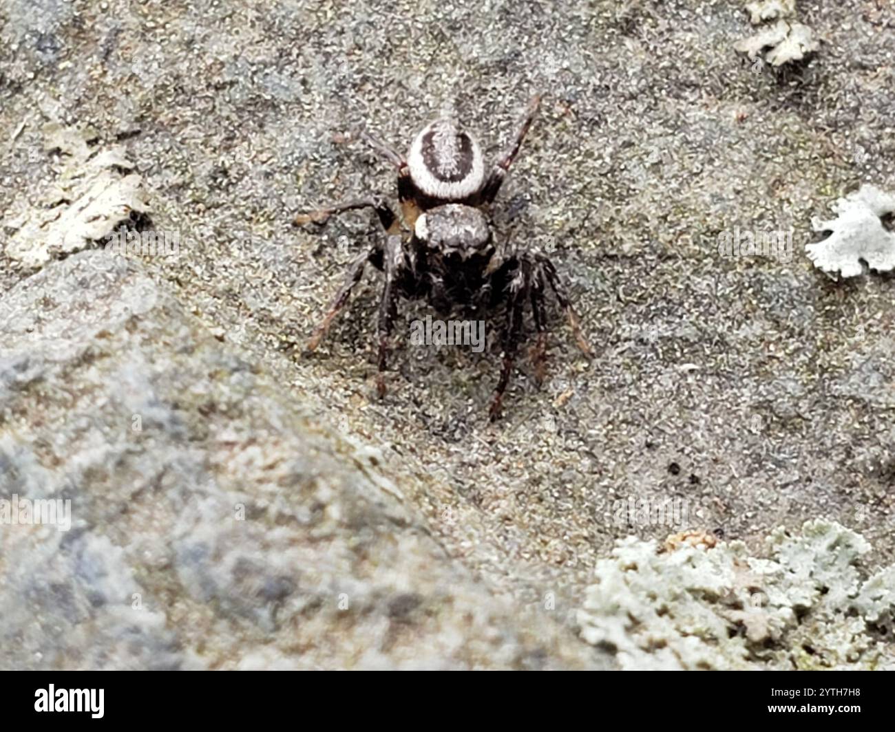Bronze Jumping Spider (Eris militaris Stock Photo - Alamy